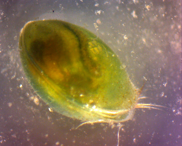 Macroinvertebrados acuáticos