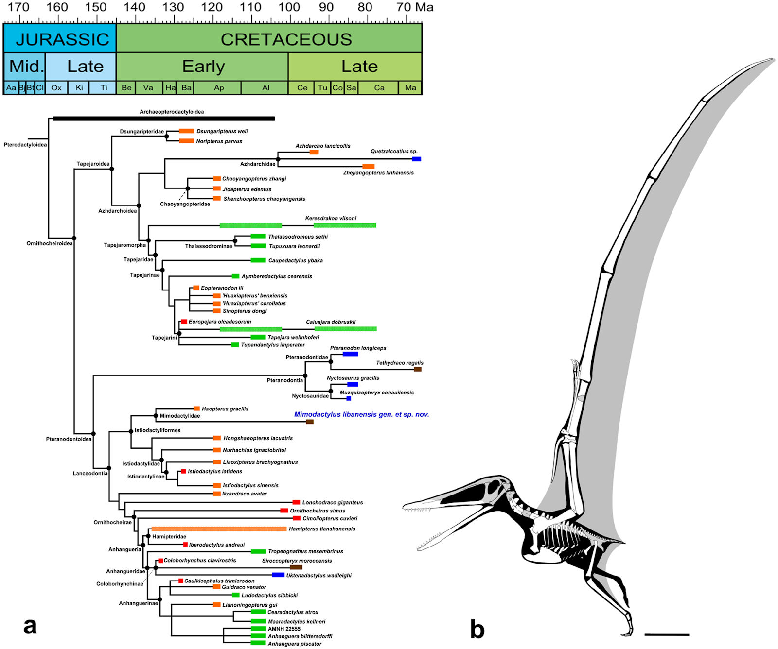 Sciency Thoughts: Mimodactylus libanensis: A new species of ...