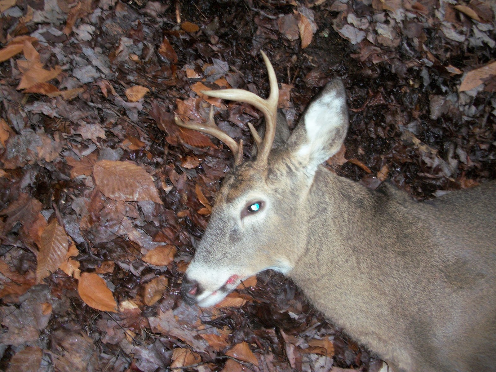 robfisherie: Son Gets First Buck In Pennsylvania Rifle Deer Season 2016