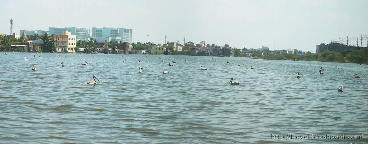 Birding in Chennai - Perungudi Lake (Kanchipuram - Tamil Nadu) | My ...