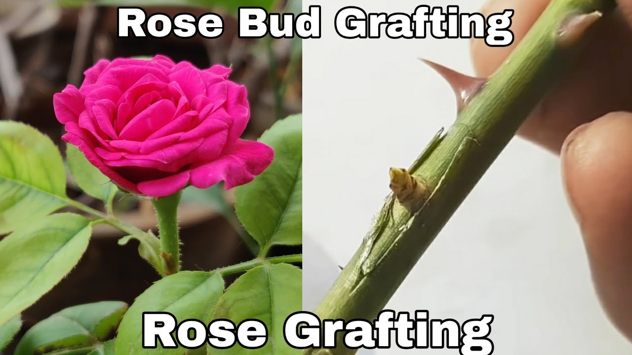 How to do rose grafting - Prakratik.com