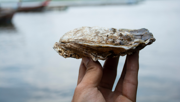 10 Reasons oysters are the most underrated marine creatures