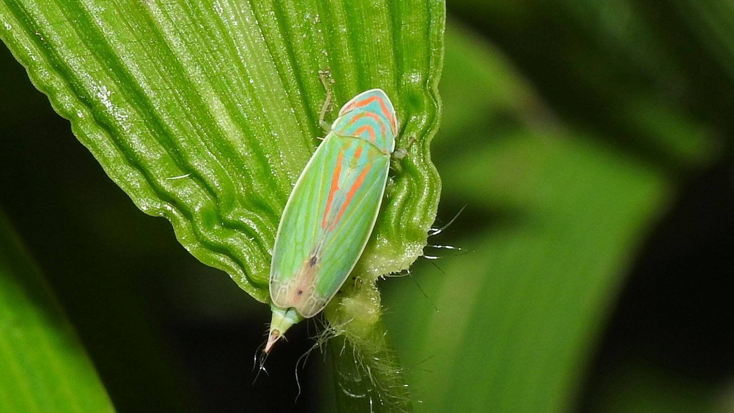 台灣-鳥類與昆蟲-自然觀察記錄: 紅帶鏟頭葉蟬/紅帶匙頭葉蟬 Hecalus arcuatus