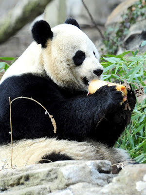 Giant Panda Animal Facts And Pictures | All Wildlife Photographs