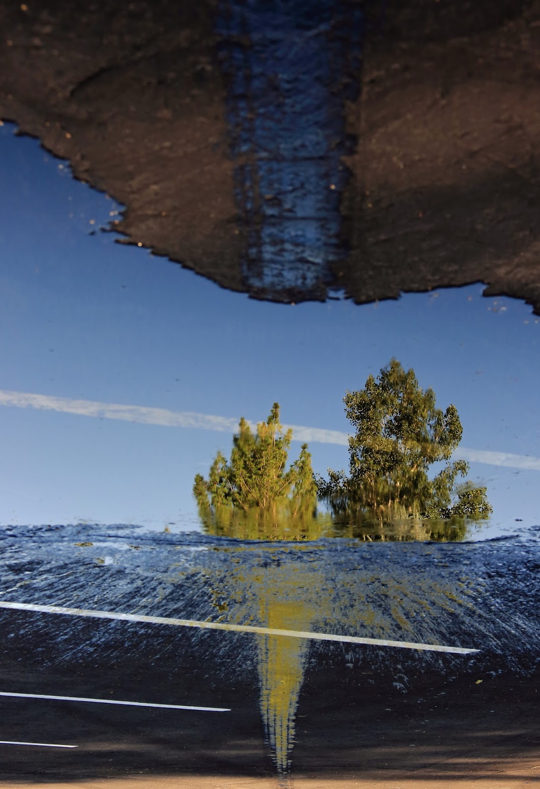 Jaxon Daily: Water Splash Tree Relection