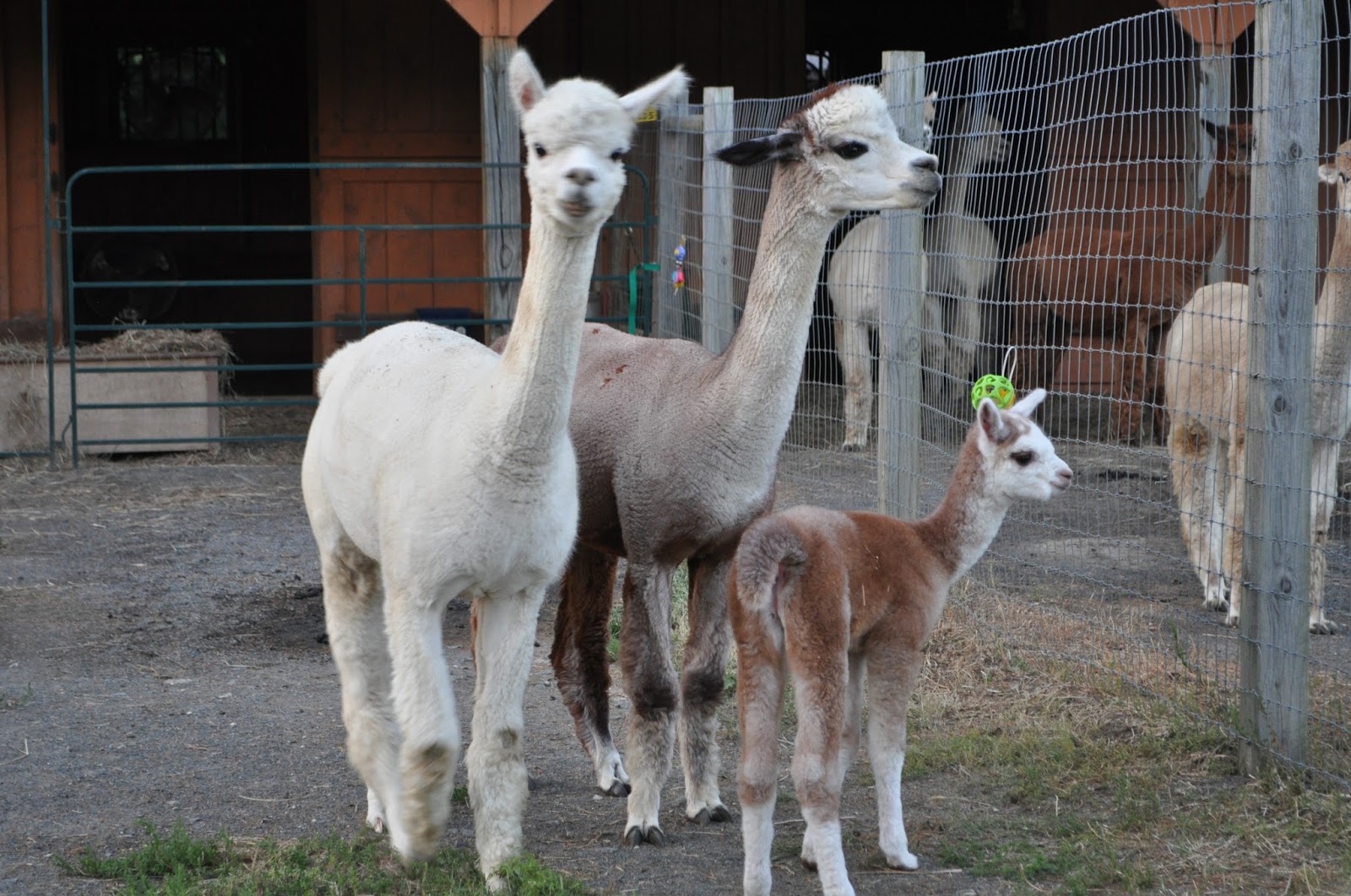 Arrow Acres Farm: Babies!