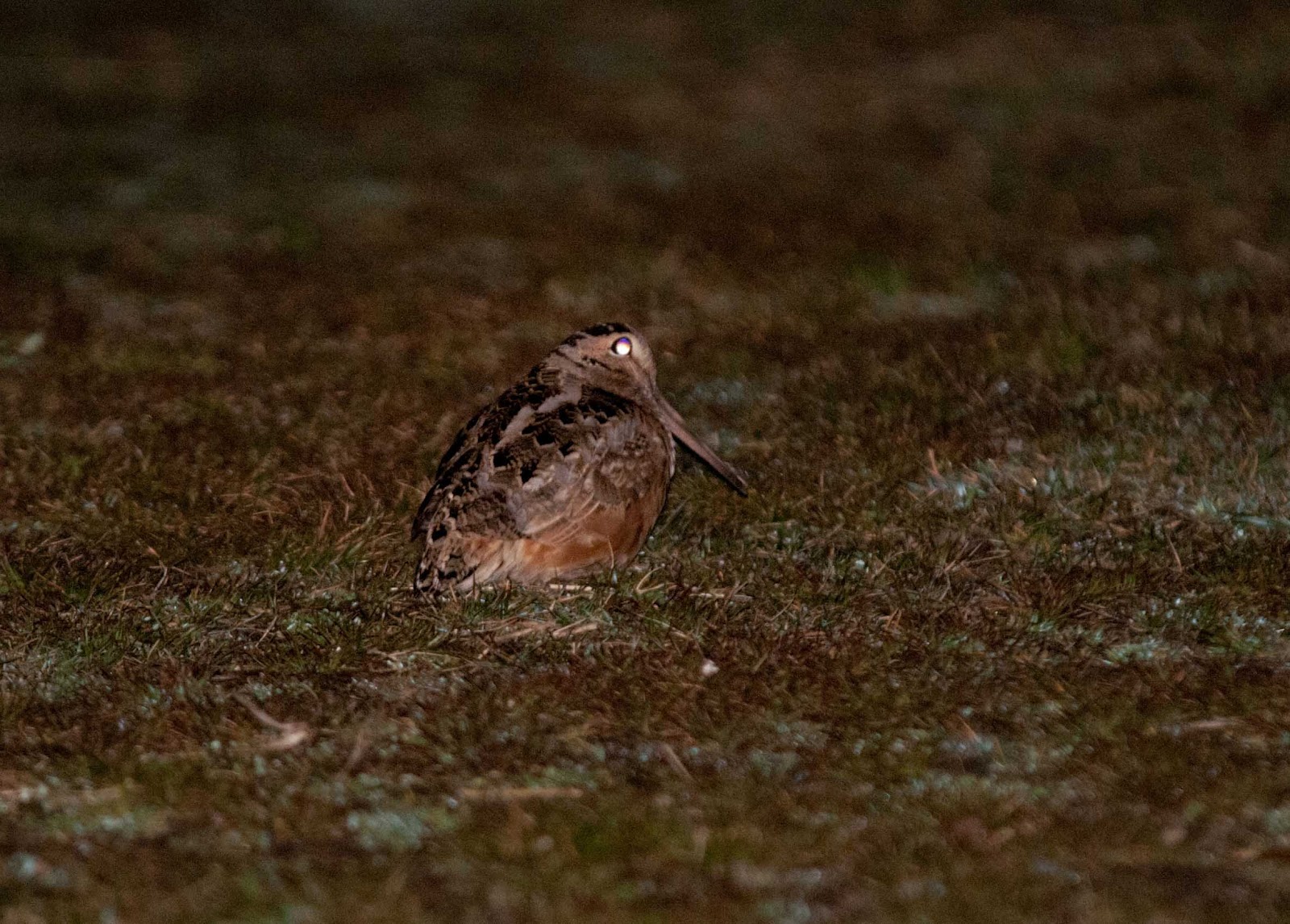 Philly Bird Nerd : TimberDoodle