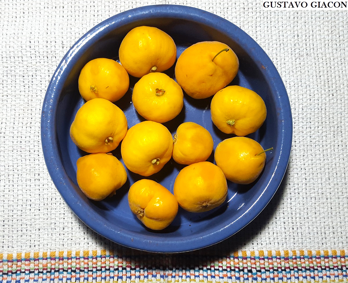 Viveiro Ciprest - Plantas Nativas e Exóticas: Uvaia ou Orvalha ...