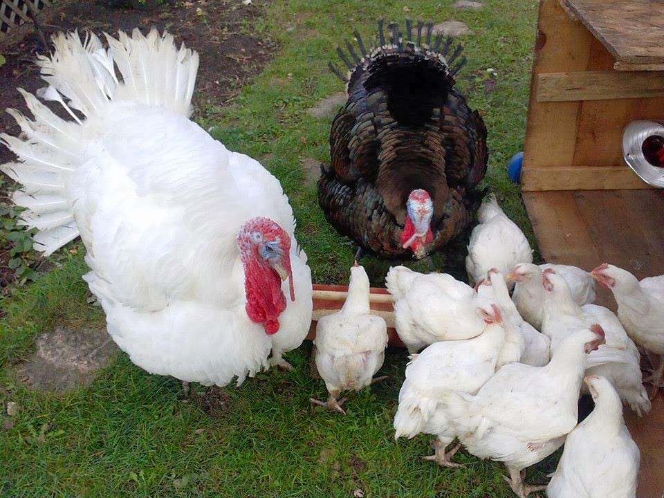 The Little Backyard Farm: Turkeys in our tiny backyard