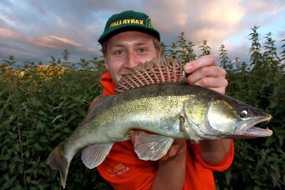 Fishes Images: Zander