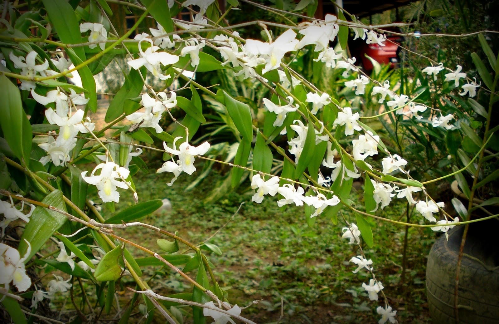 Keindahan Bunga Orkid Desa - Relaks Minda