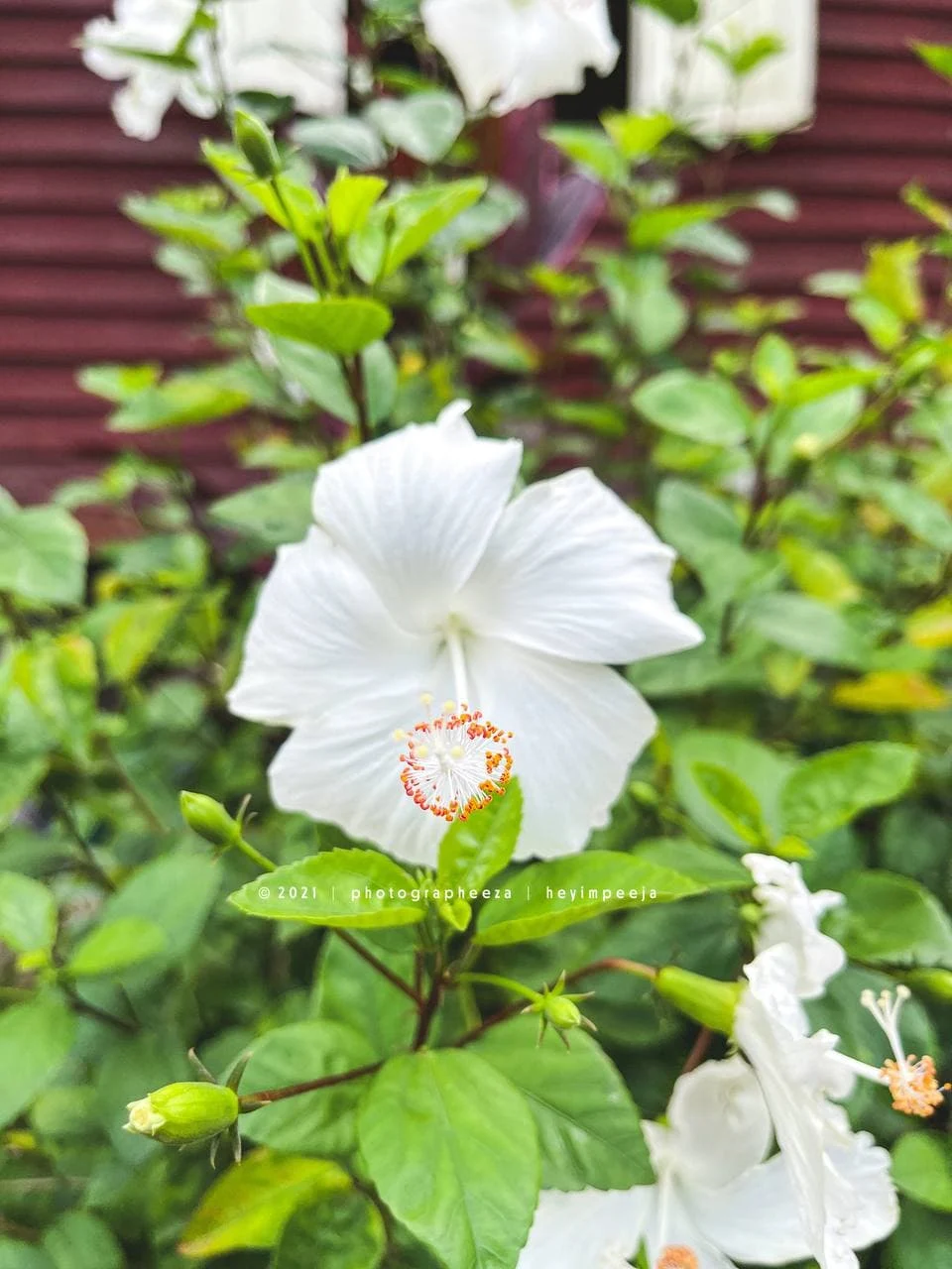 Bunga Raya Kelopak Kepok Kepok | Blog Sihatimerahjambu