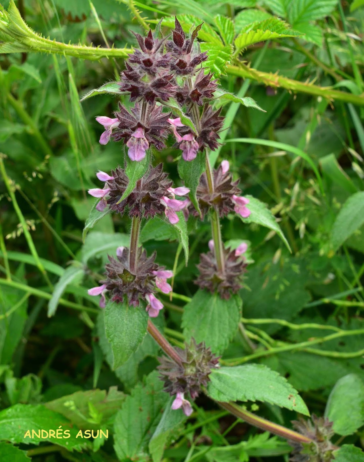 Flores silvestres de la Cordillera Cantábrica: LABIADAS - Labiatae