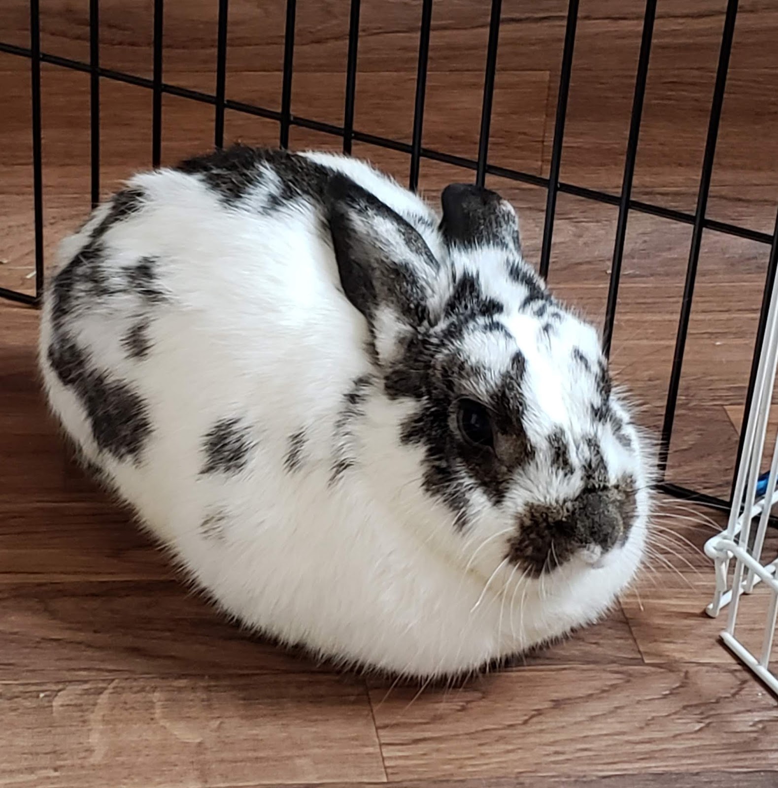 Tales from The Raspberry Rabbits: 2018