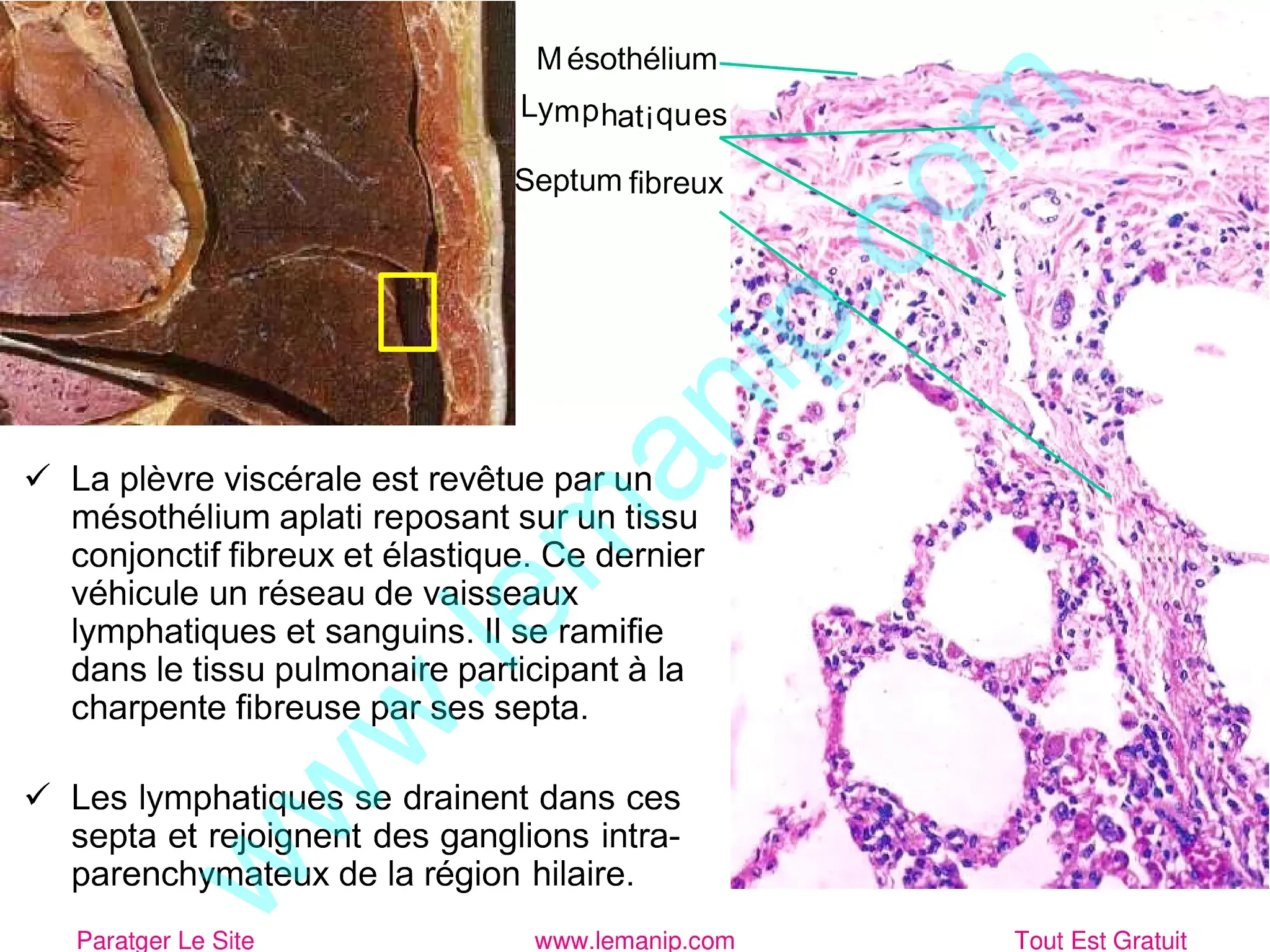 Histologie De L'appareil Respiratoire