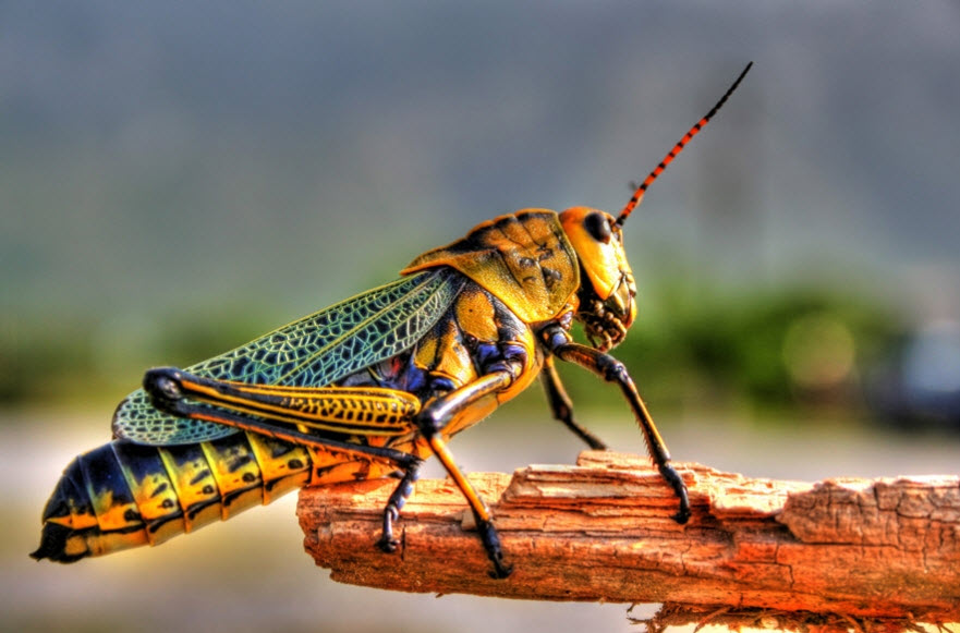 Grasshopper Stock Image