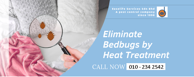 Gigitan pepijat sampai perlu pembedahan? | My Pest News