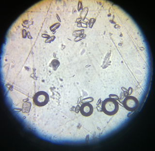 Biology Photos: Baking soda