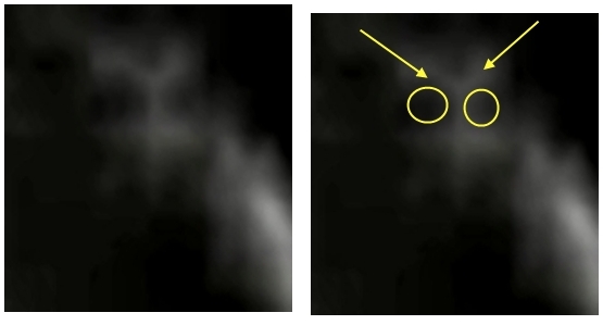 The Bigfoot Field Journal: The Face Of The "Freeman" Bigfoot