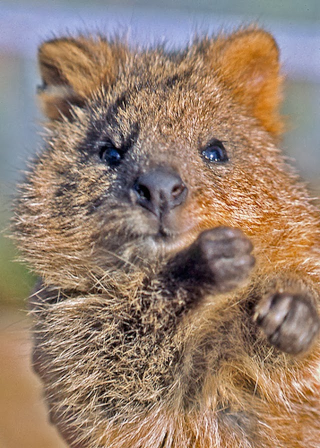 Animals pictures: Quokka