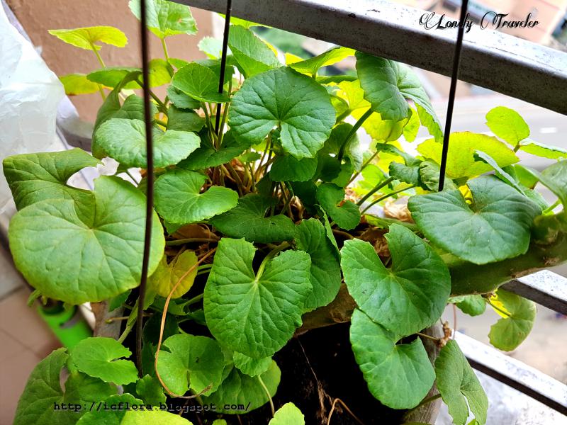 Thankuni - Centella asiatica