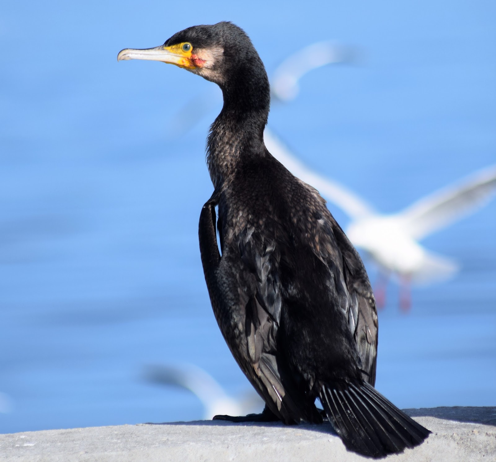Imagens da vida animal: Avifauna de Almada (XIX): Corvo-marinho-de ...