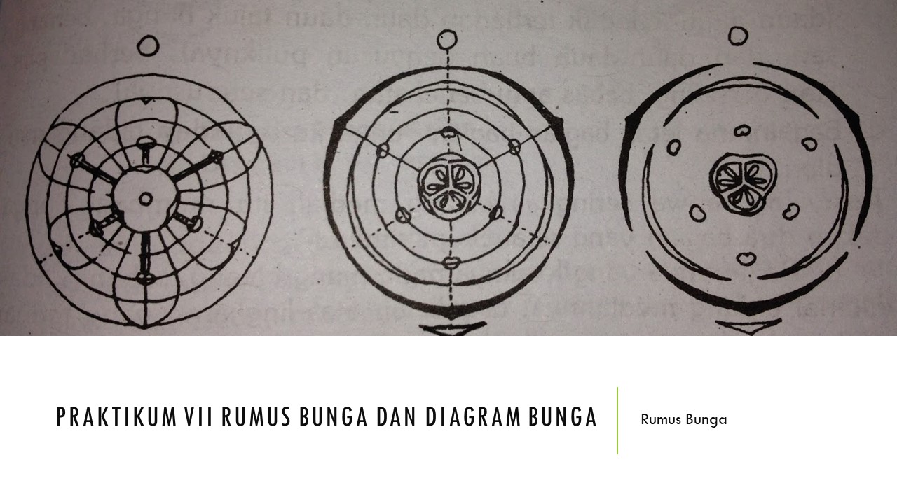 PRAKTIKUM VII RUMUS BUNGA DAN DIAGRAM BUNGA