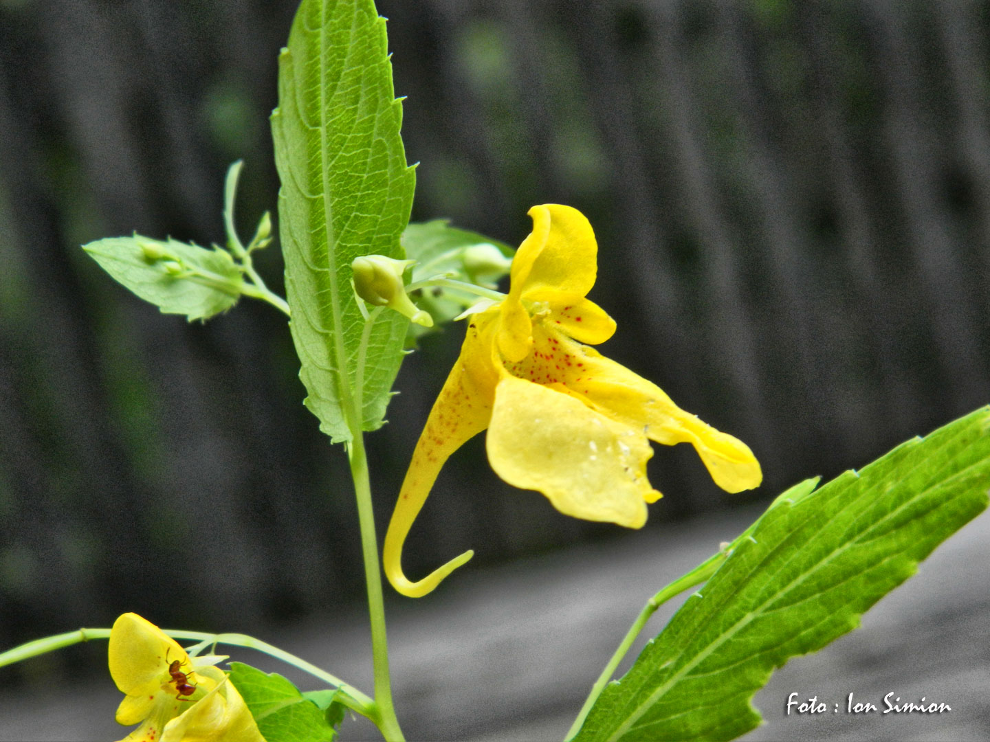 De vorba cu mine însumi: Slăbănog