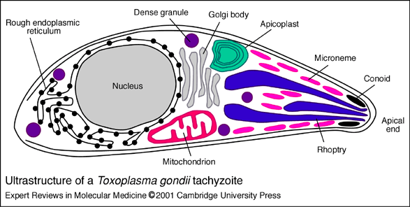 Toxoplasma gondii y Cyclospora cayetanensis: Toxoplasma Gondii