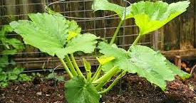Seed to Feed Me: HOW TO GROW SQUASH