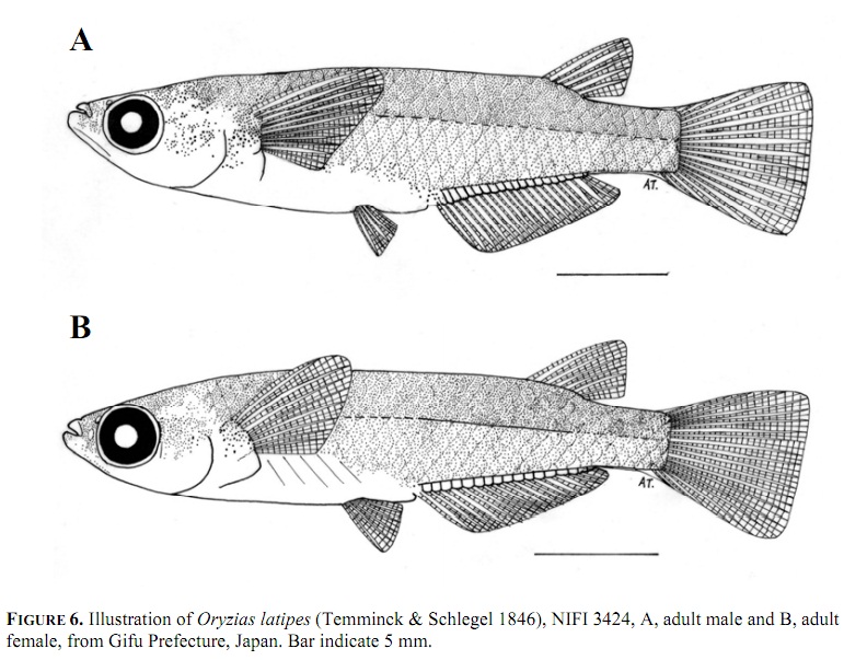 Species New to Science: [Ichthyology • 2009] A revised taxonomic ...