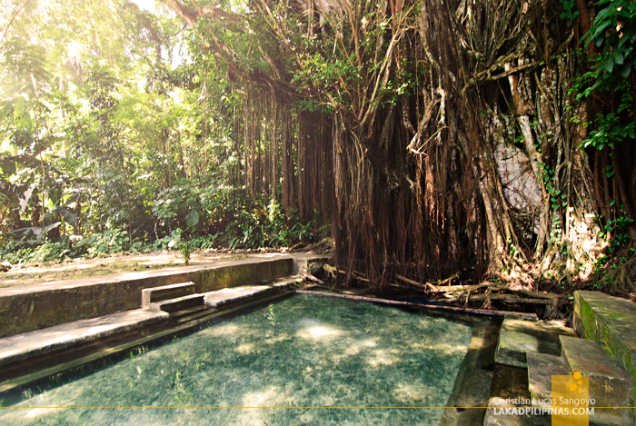 SIQUIJOR | Lazi’s Balete Tree ~ Above & Below the Century-Old Behemoth ...