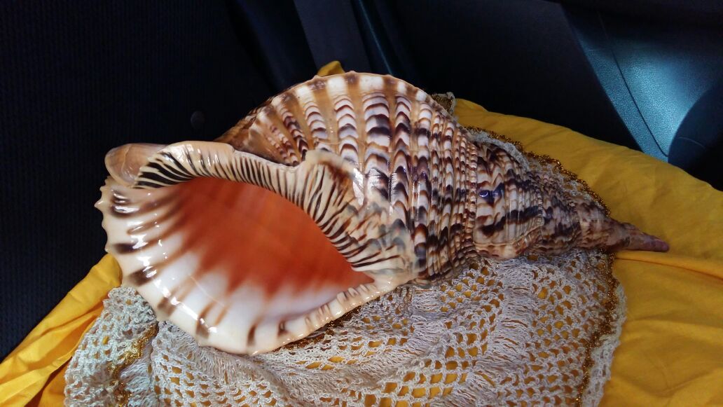 Valampuri / Triton Shell / Conches / Sangu / Triton Shell