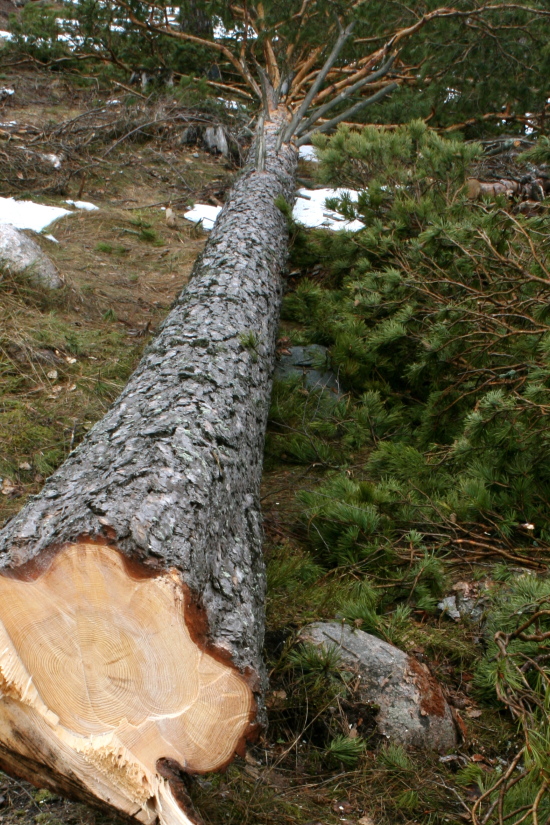 Passiivipuutalo: Projekti kuvina