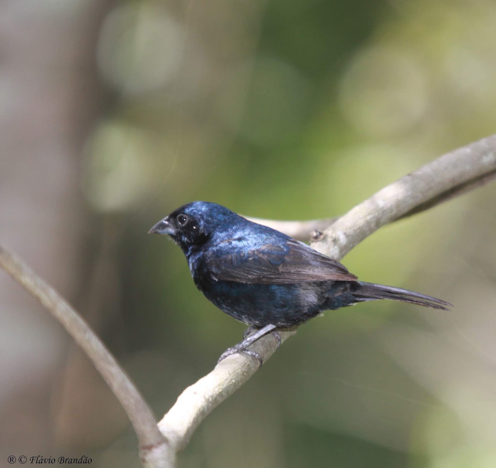 Como Fazer Seu Filhote de Tiziu Começar a Cantar ~ Como criar Passarinhos