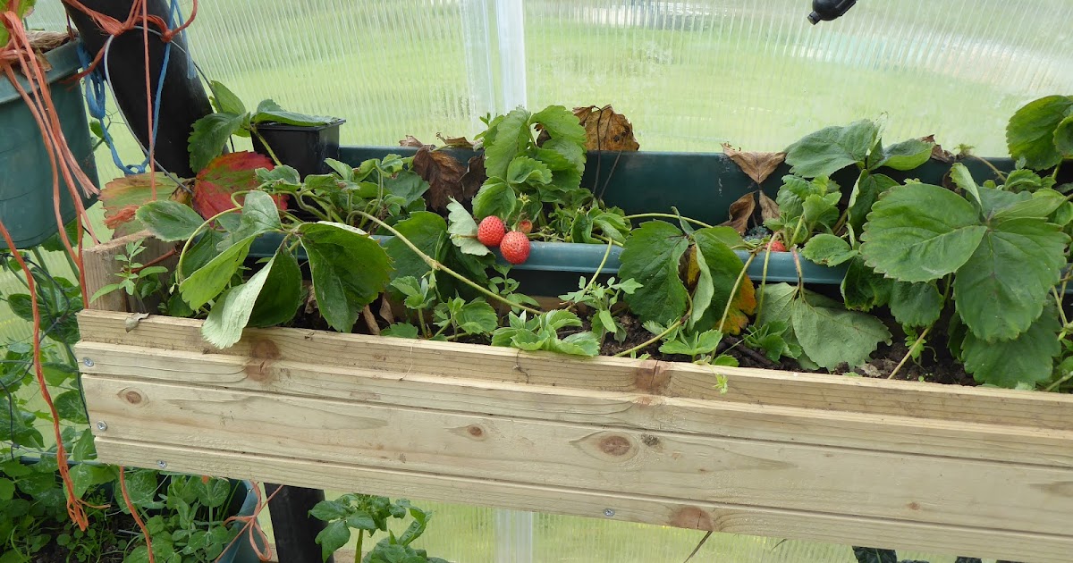 Us in Orkney: polycrub update