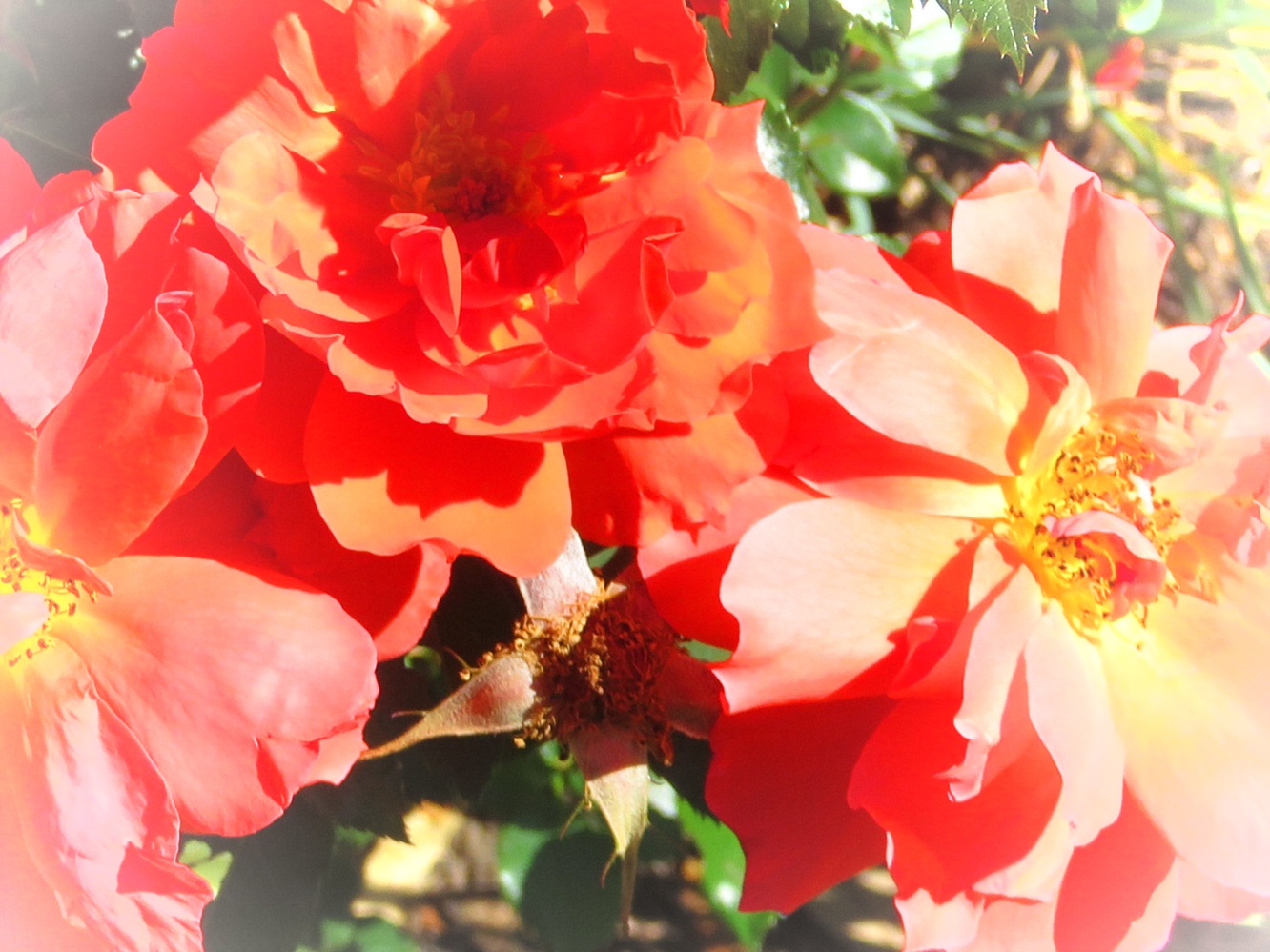 BY WORD OF MOUTH: BEES LOVE THE NELSON MANDELA CENTENARY ROSE