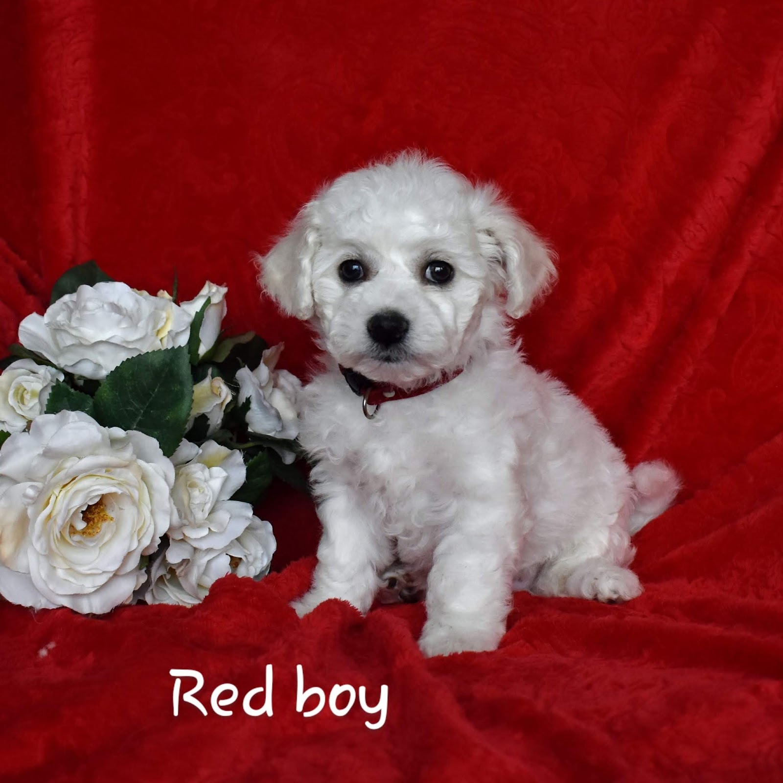 Kay-Tay Bichon Frise