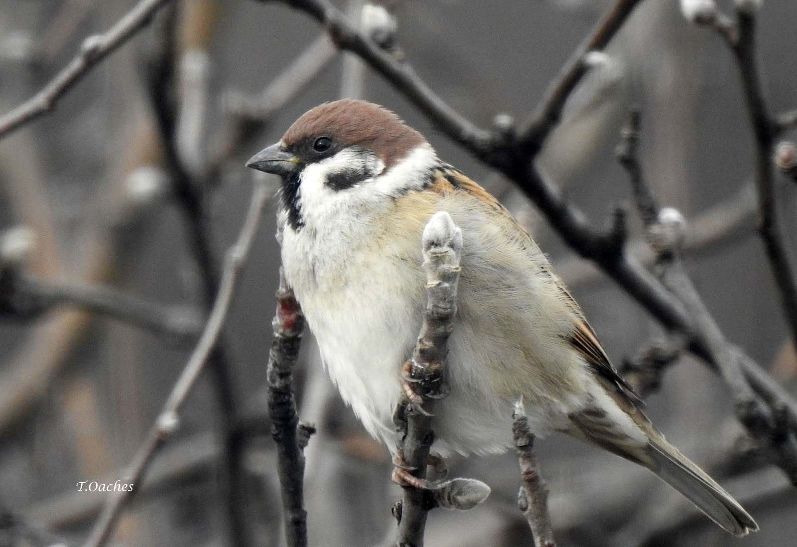 PASARI DIN ROMANIA: VRABIA DE CAMP, Passer montanus