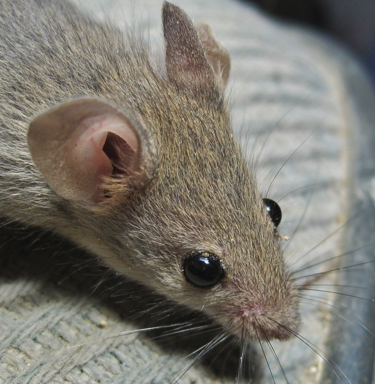 Biodiversity of Cyprus by NGO Protection of the Natural Heritage and ...