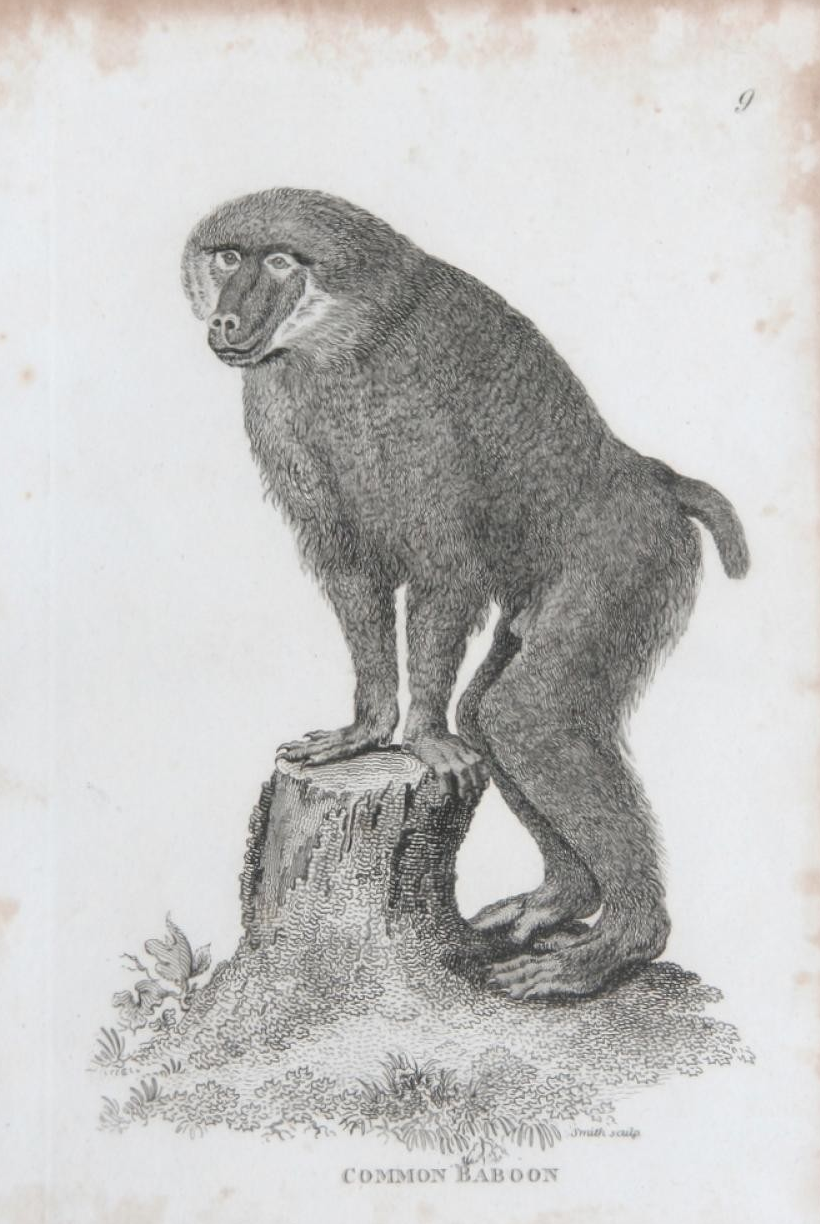 Tangled Roots and Trees: Out of Africa: Baboon in the Potato Patch