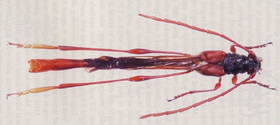 Vietnam Insect: Necydalis from North Vietnam