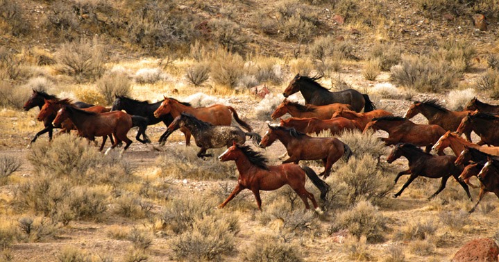 Blog Medioambiente.org : El origen del primer y único caballo domesticado