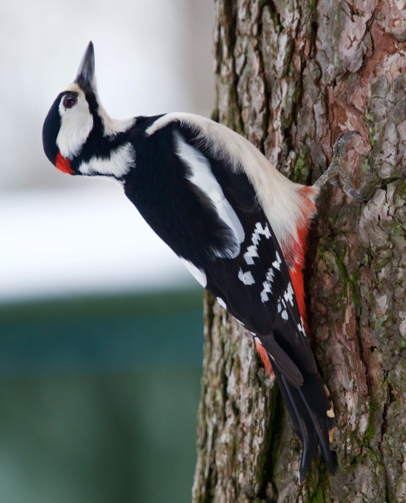 Naturfoto Einar Hugnes: februar 2016
