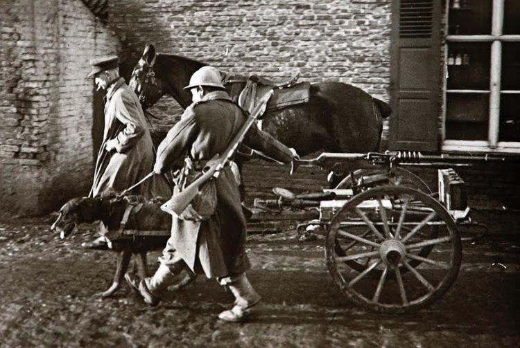 Terrierman's Daily Dose: Dogs of World War I