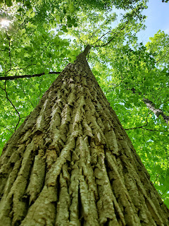 Ben's Journal: Hiking (nearly all) The Bull Run Occoquan Trail