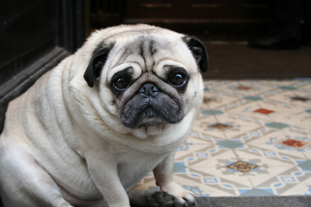 Ini dia 5 anjing dengan muka yang paling lucu ~ Dogs Are Our Best Friends