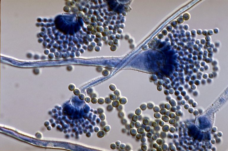Aspergillus