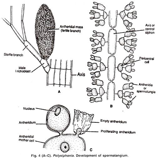 Polysiphonia Life Cycle