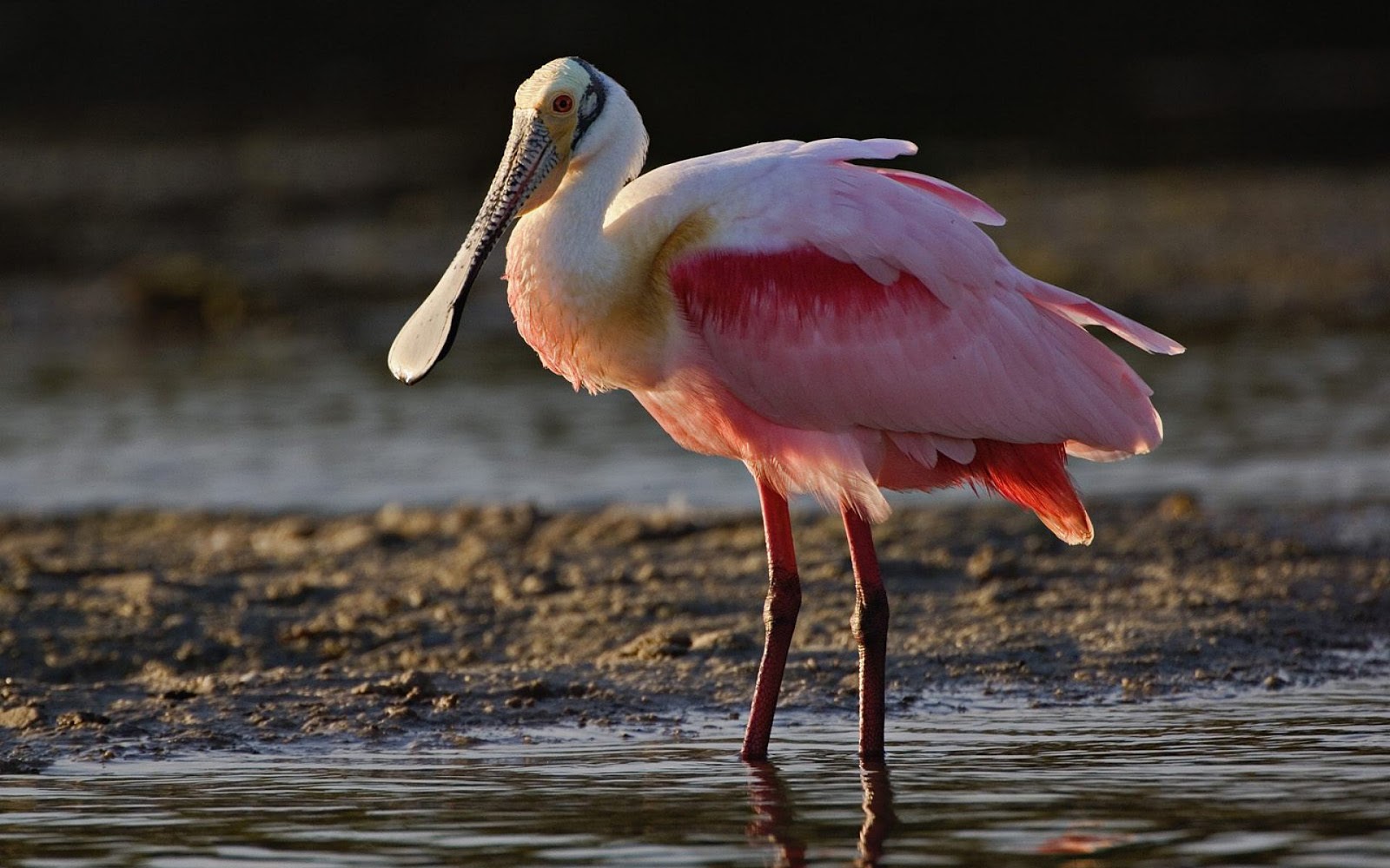 SPOONBILL photos - wallpapers (ανανεωμένο) | the fun bank